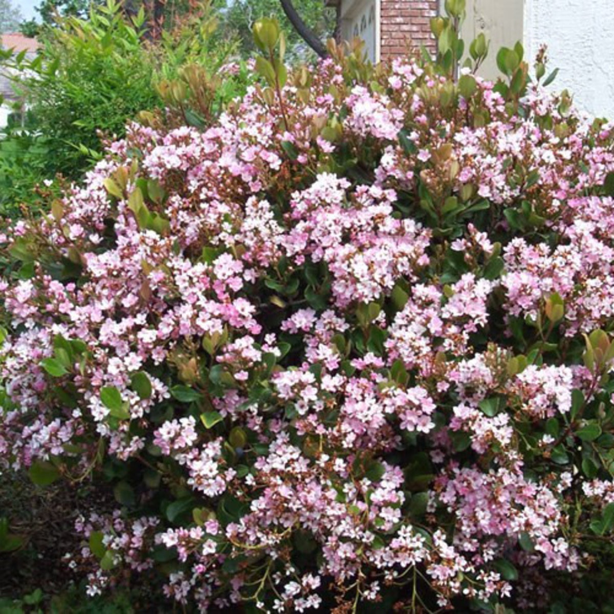 Rhaphiolepis Indica Conor Eleanor Tabor Indian Hawthorn | SiteOne