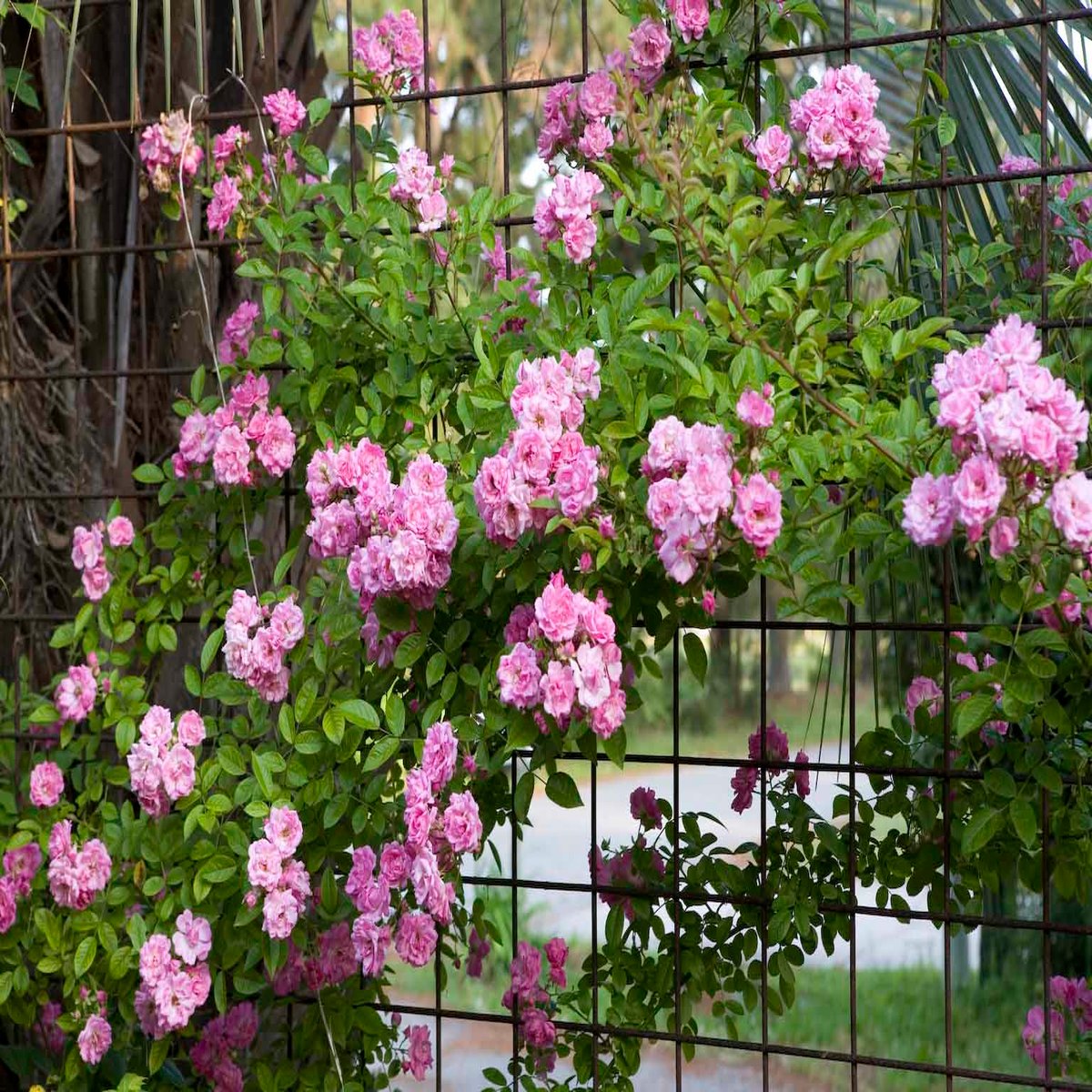 Rosa X Peggy Martin Climbing Rose | SiteOne