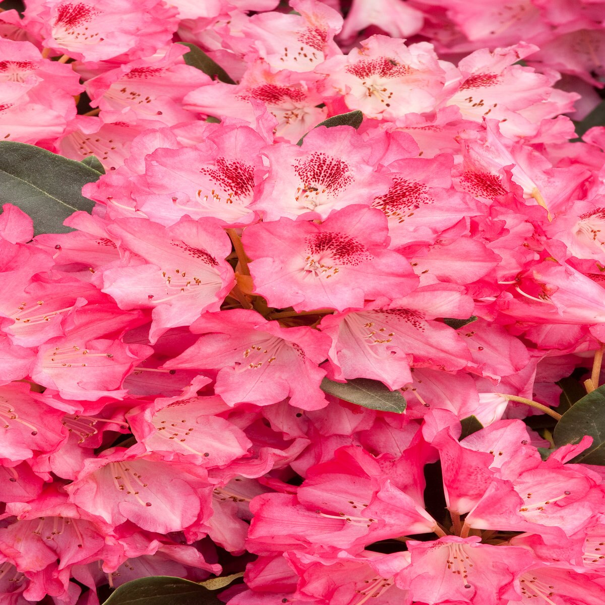 Rhododendron X Anna Rose Whitney Rhododendron | SiteOne