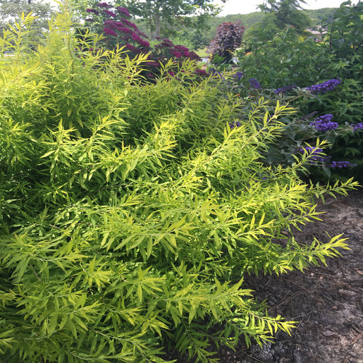 Spiraea Thunbergii Ogon Spirea | SiteOne
