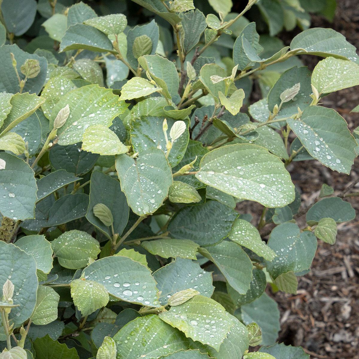 Fothergilla X Intermedia Blue Shadow Dwarf Fothergilla | SiteOne