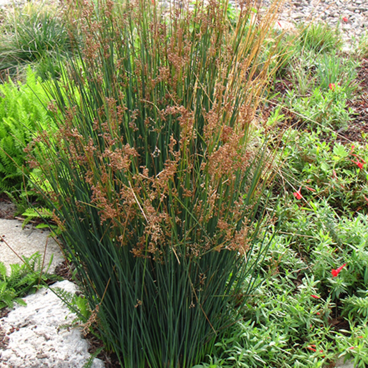 Juncus Patens California Gray Rush | SiteOne