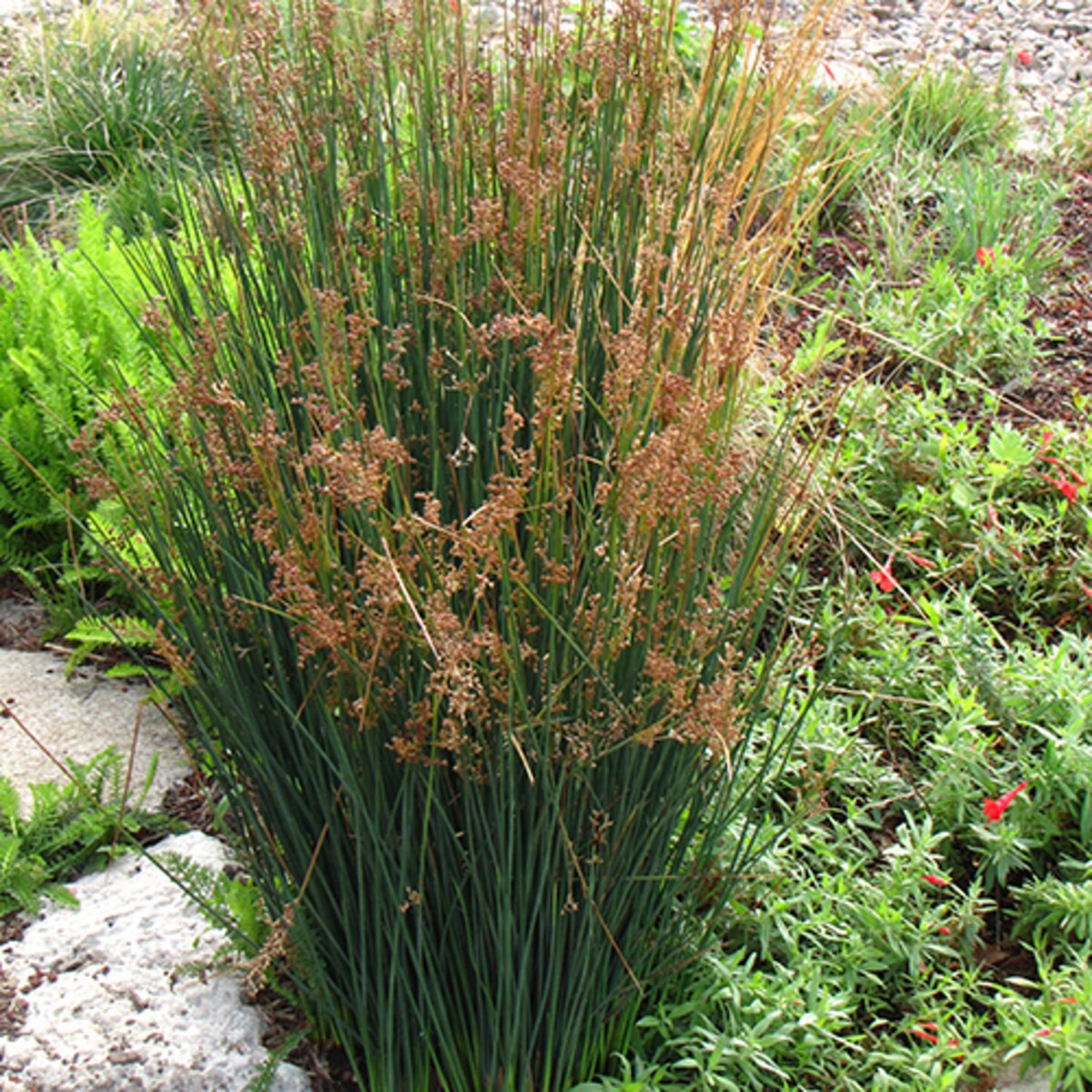 Juncus Patens California Gray Rush | SiteOne