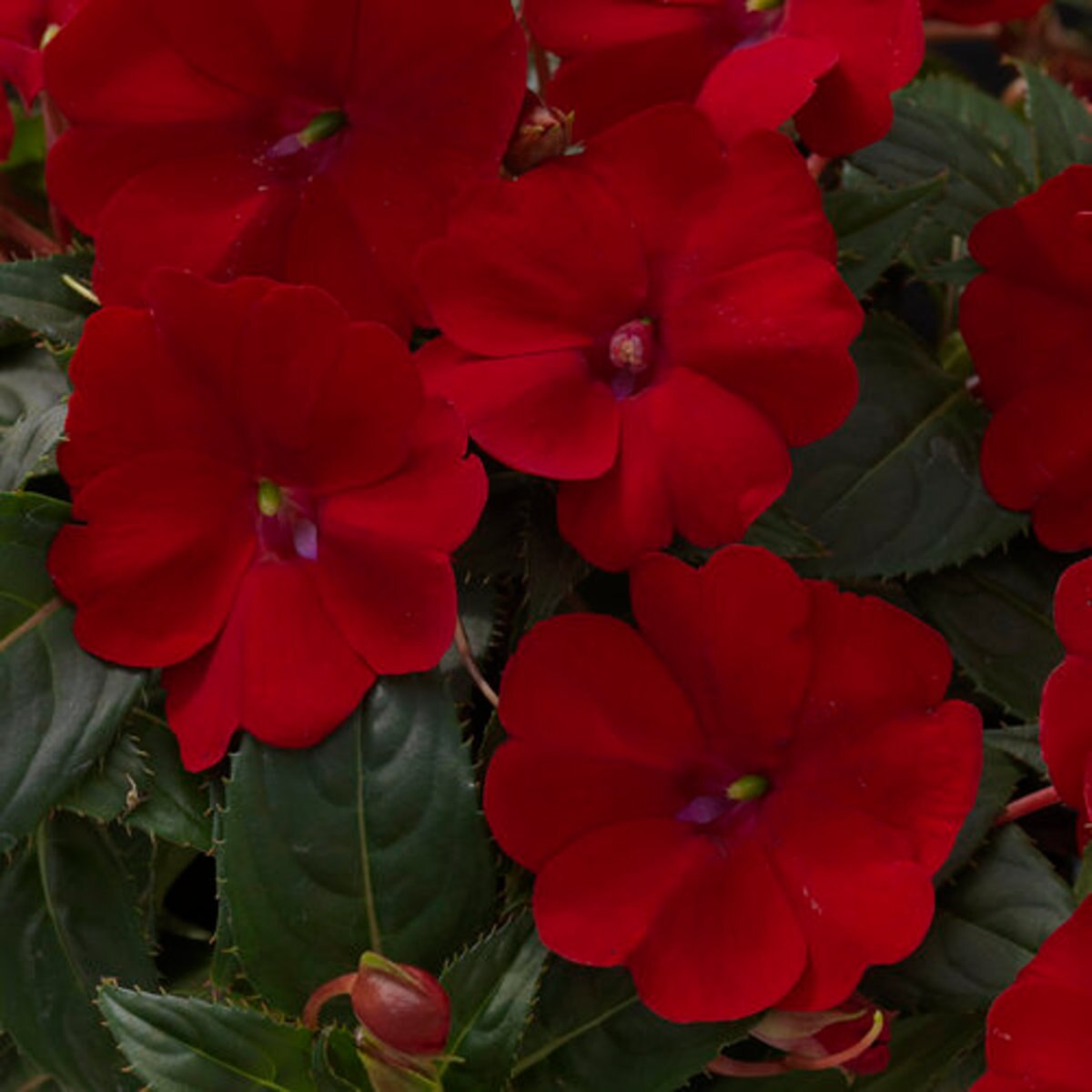 Impatiens Walleriana Red Impatiens | SiteOne