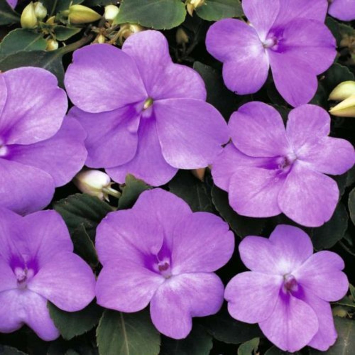 Impatiens Walleriana Violet Impateins | SiteOne