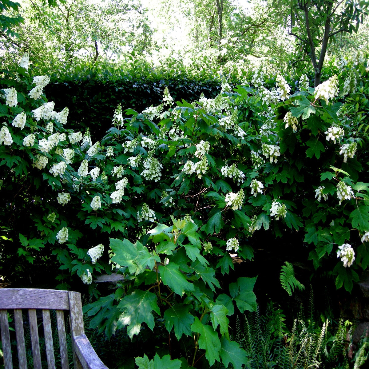 Hydrangea Quercifolia Ellen Huff Oakleaf Hydrangea | SiteOne