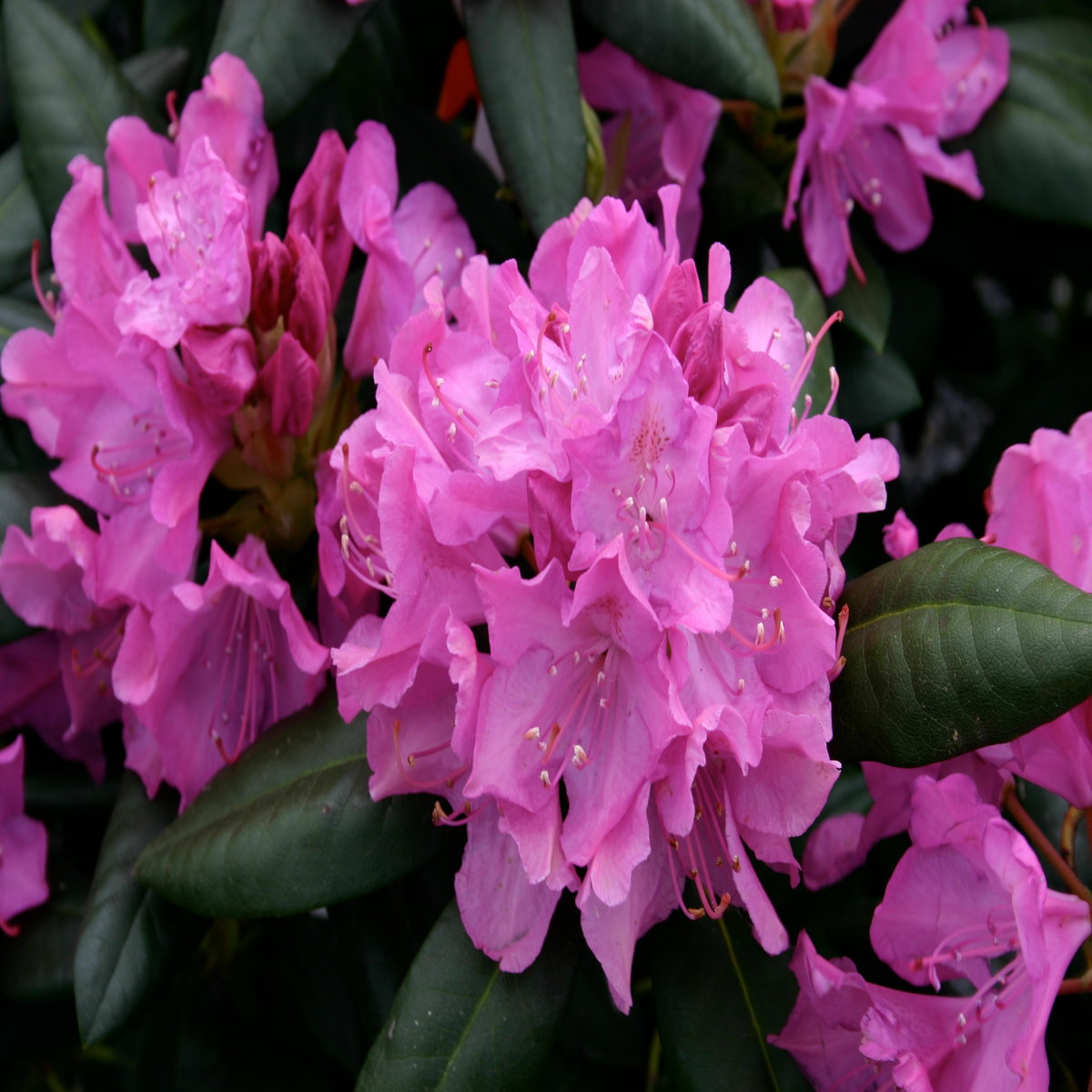 Rhododendron Maximum Roseum Rosebay Rhododendron | SiteOne