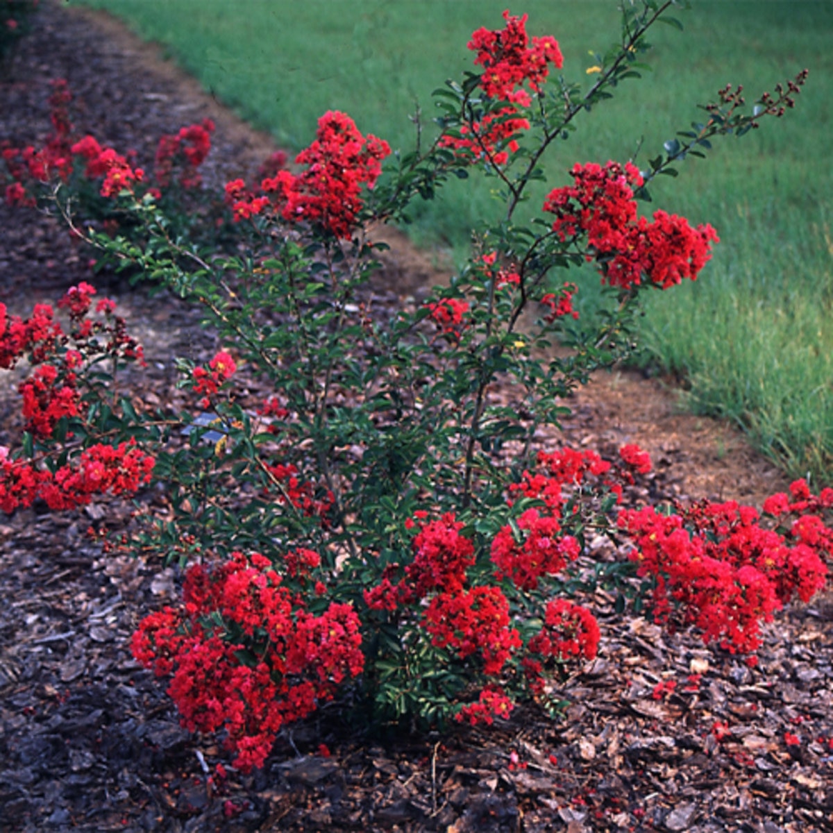 Lagerstroemia Indica Petite Red Imp Crape Myrtle | SiteOne