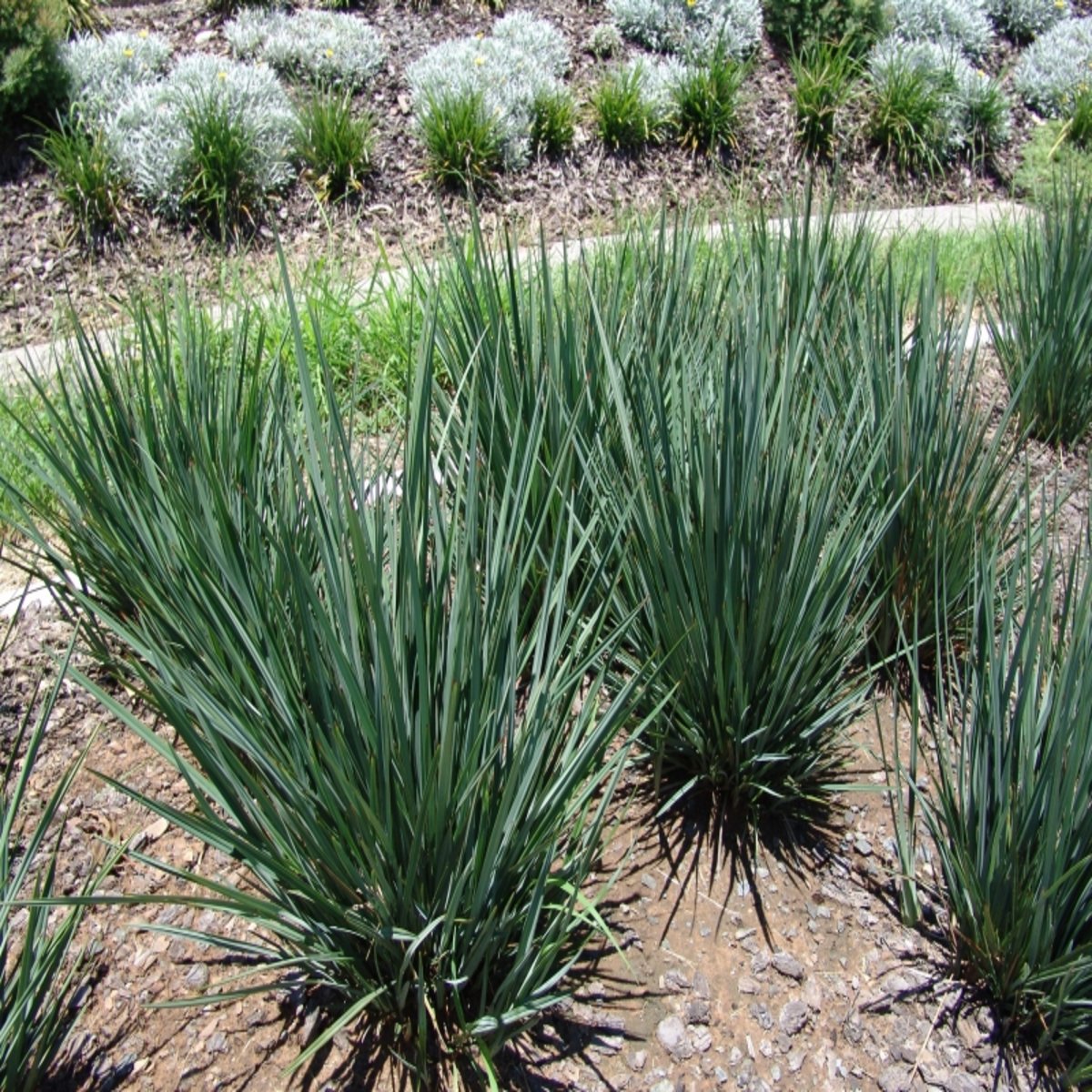 Dianella Revoluta Little Rev Flax Lily | SiteOne