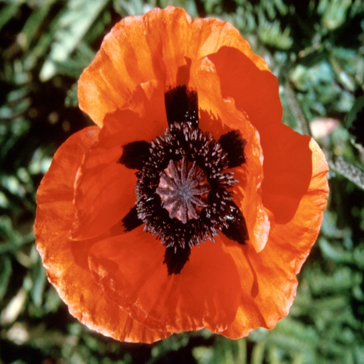 Papaver Orientale Prince of Orange Poppy | SiteOne