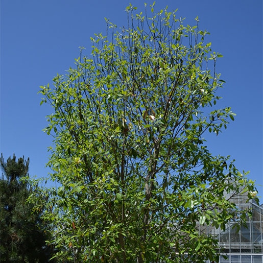 Sweetbay Magnolia Moonglow