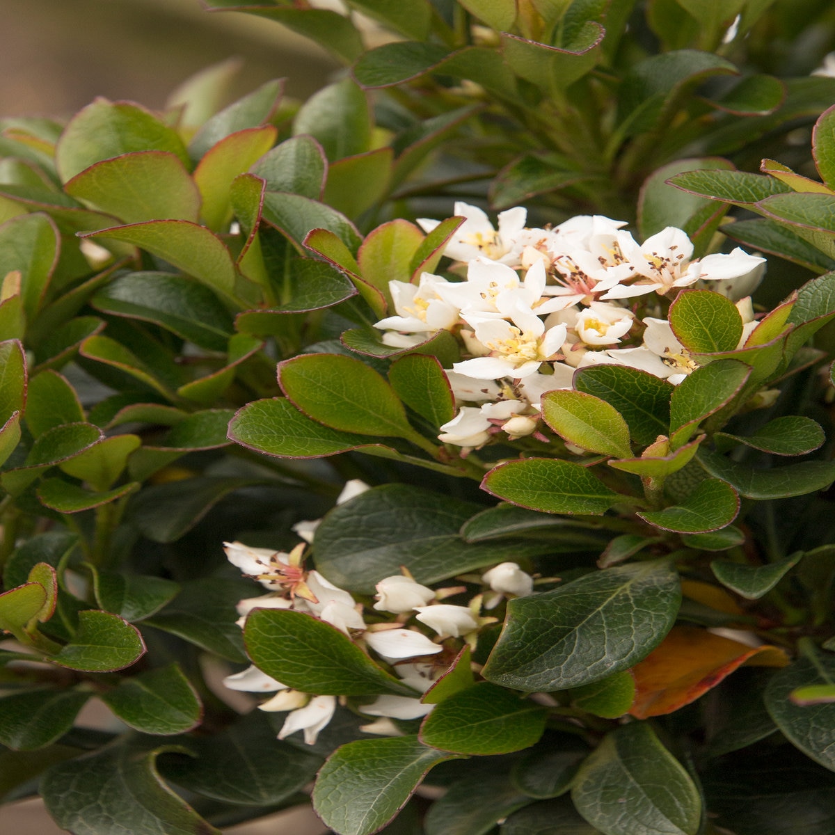 Rhaphiolepis Umbellata Southern Moon Yedda Hawthorn | SiteOne