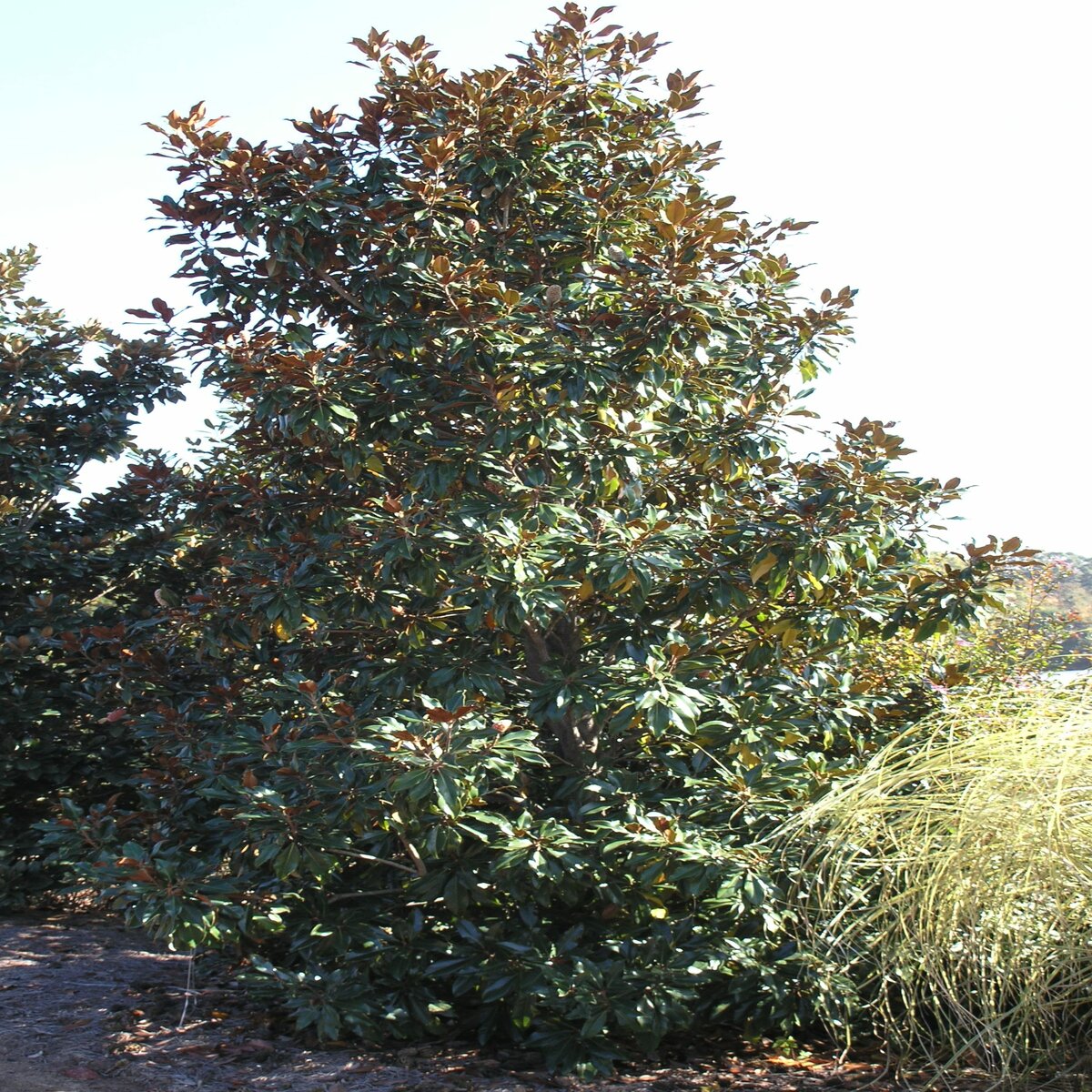 Magnolia Grandiflora Kay Parris Southern Magnolia | SiteOne