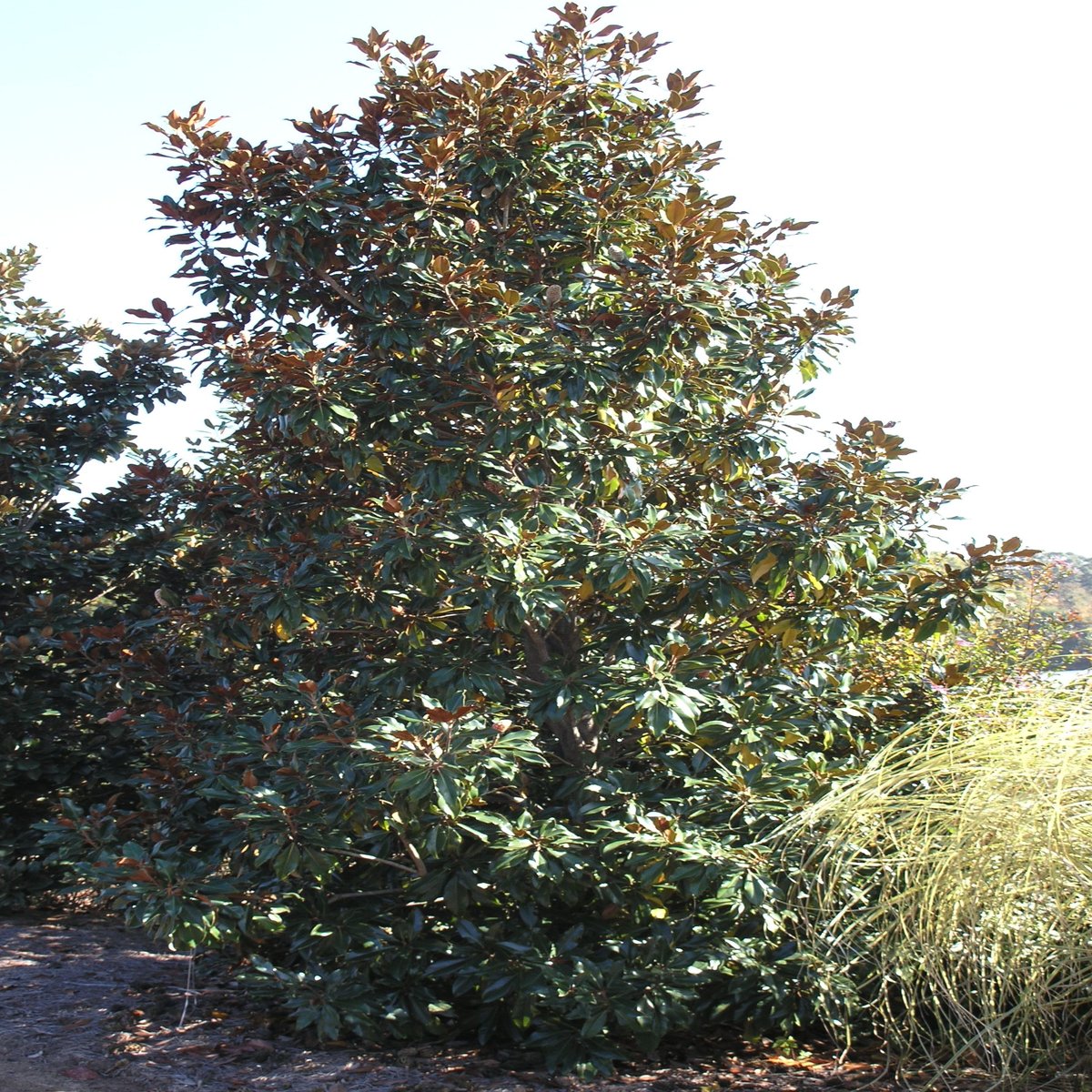Magnolia Grandiflora Kay Parris Southern Magnolia | SiteOne
