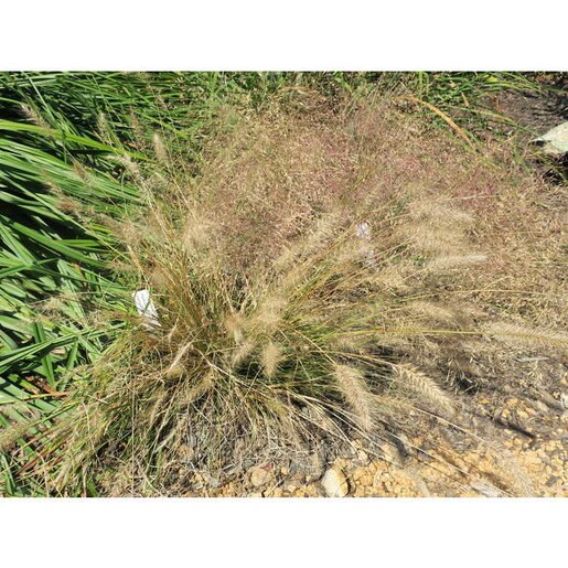 Pennisetum Alopecuroides Piglet Dwarf Fountain Grass | SiteOne