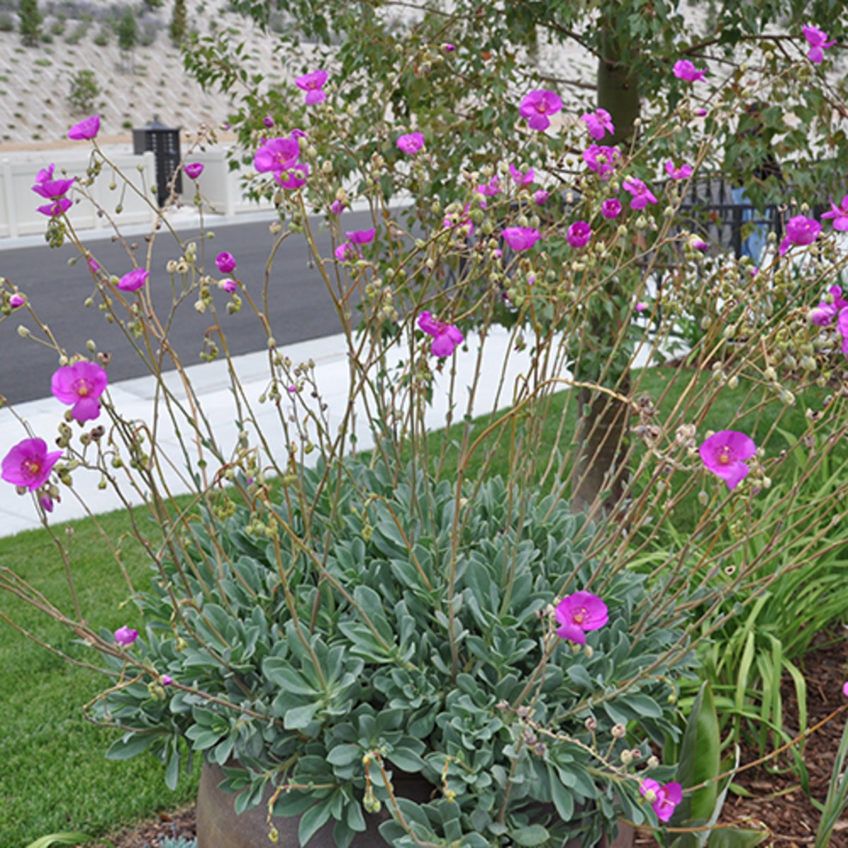 Calandrinia Grandiflora Rock Purslane | SiteOne