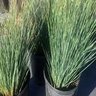Juncus Patens Elk Blue California Gray Rush | SiteOne
