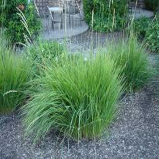 Pennisetum Spathiolatum Slender Veldt Grass | SiteOne