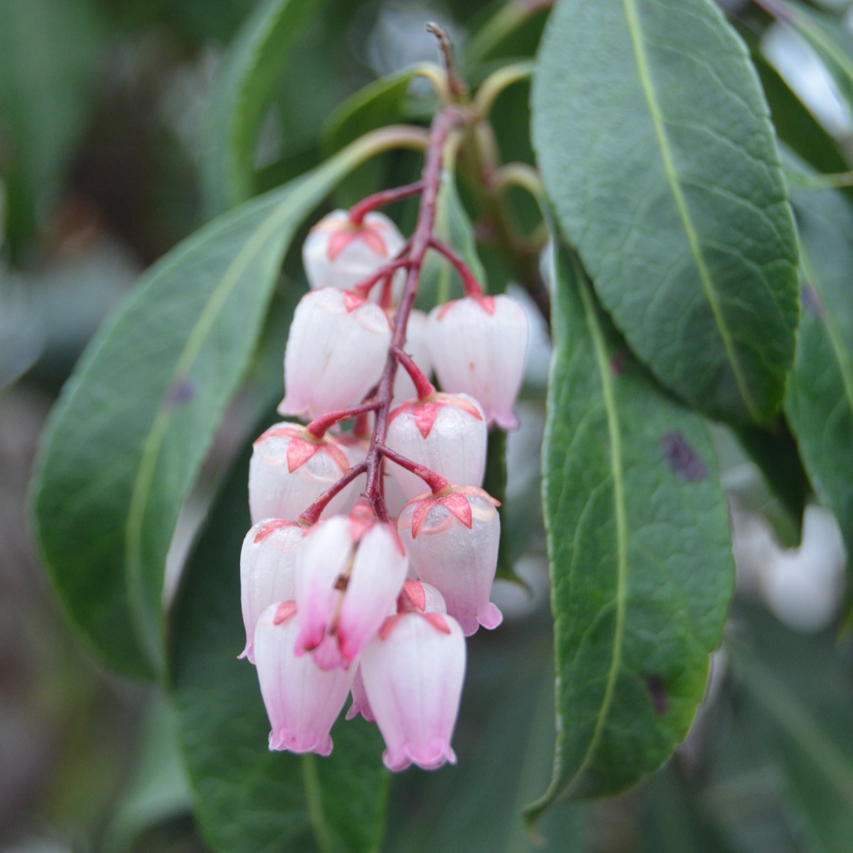 Pieris Japonica Katsura Japanese Andromeda | SiteOne