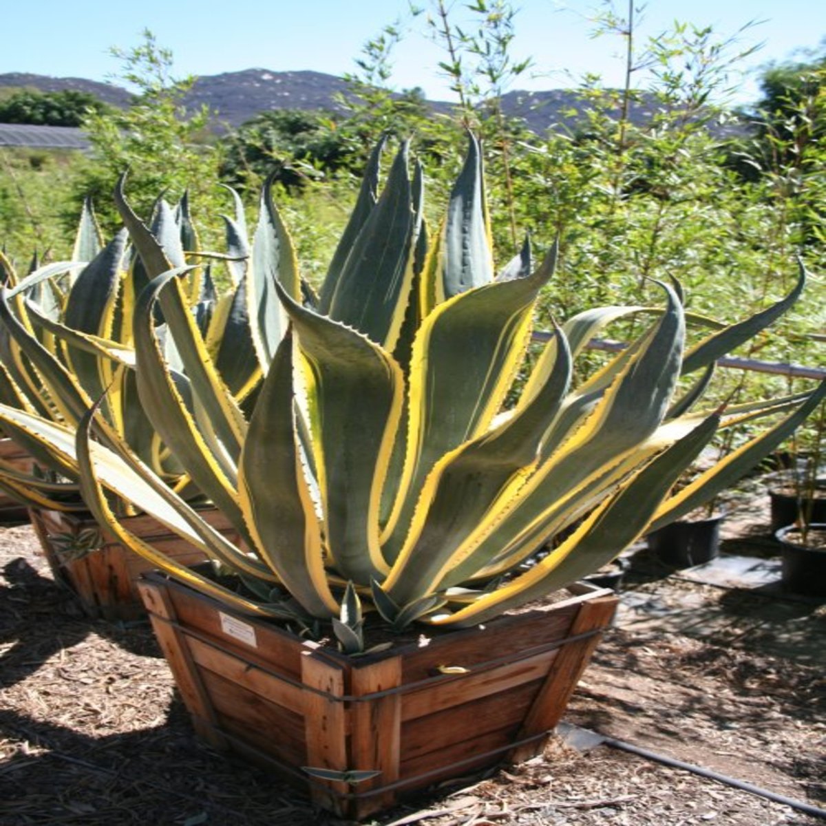 Agave Americana Opal American Aloe | SiteOne