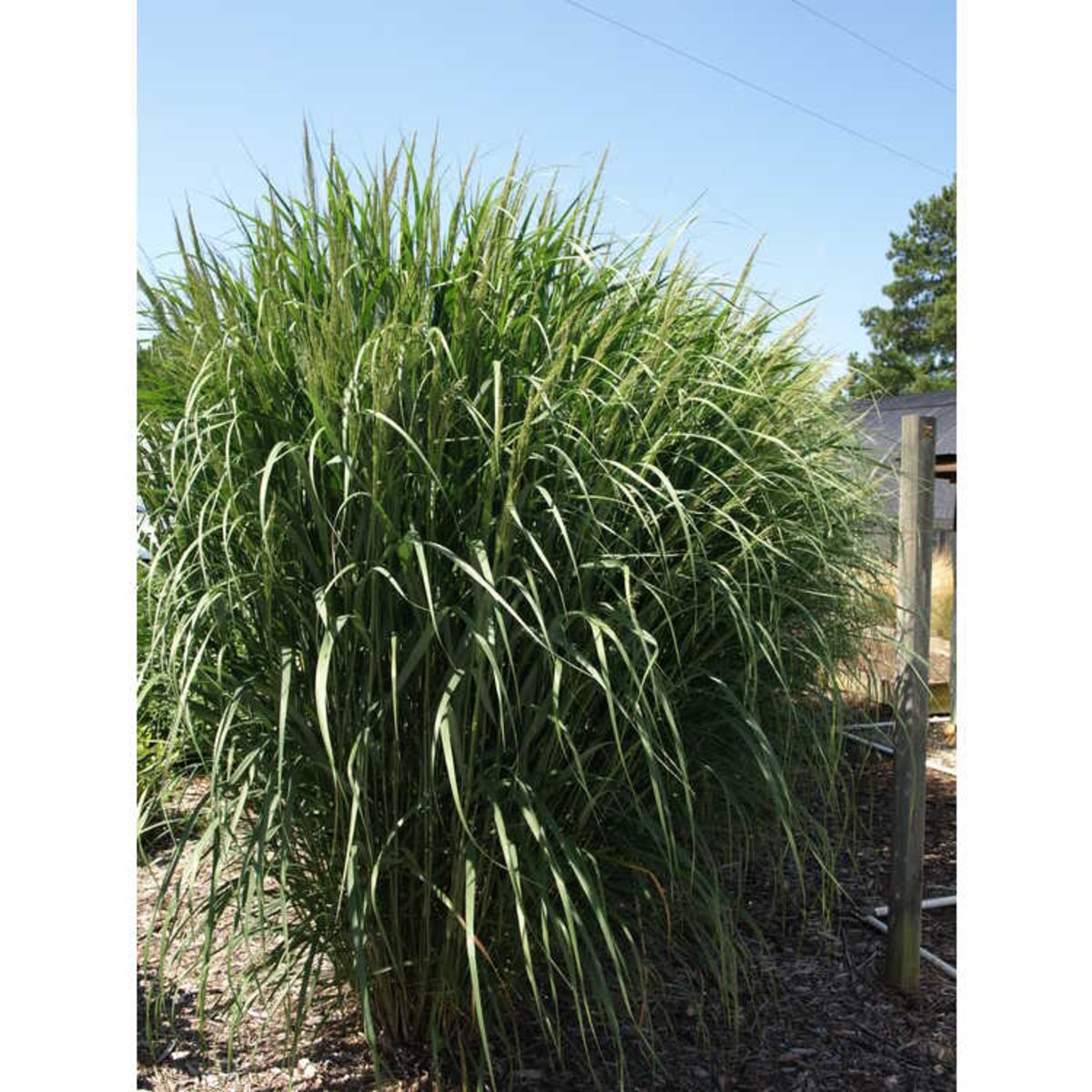 Panicum Virgatum Thundercloud Switch Grass | SiteOne