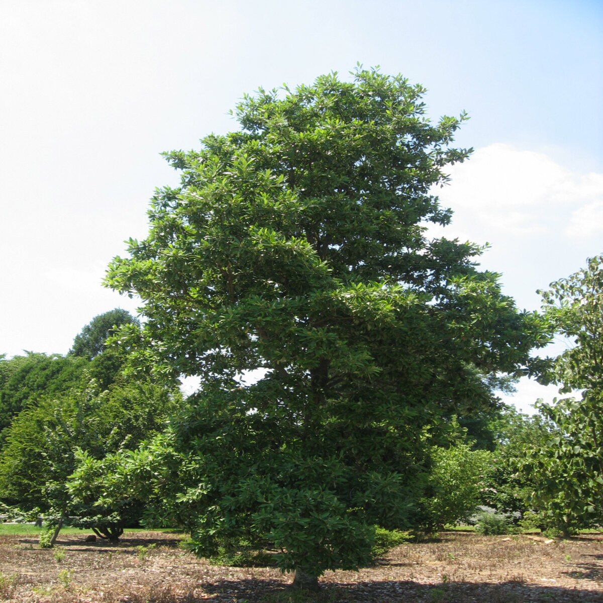 Magnolia Virginiana Green Shadow Sweetbay Magnolia | SiteOne
