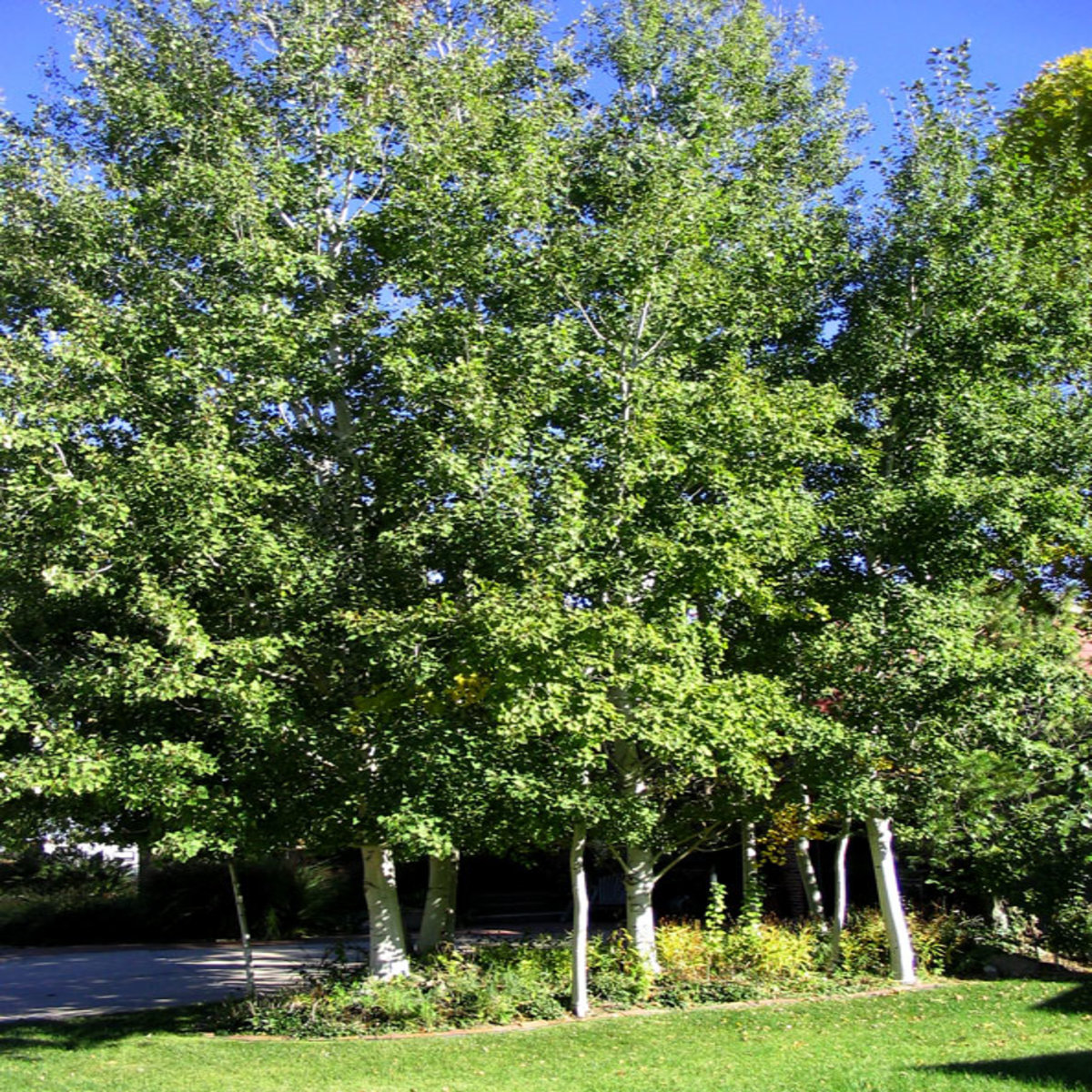 Populus Tremuloides Prairie Gold Aspen | SiteOne