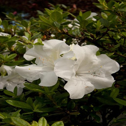 Rhododendron X Autumn Ivory Encore Azalea | SiteOne