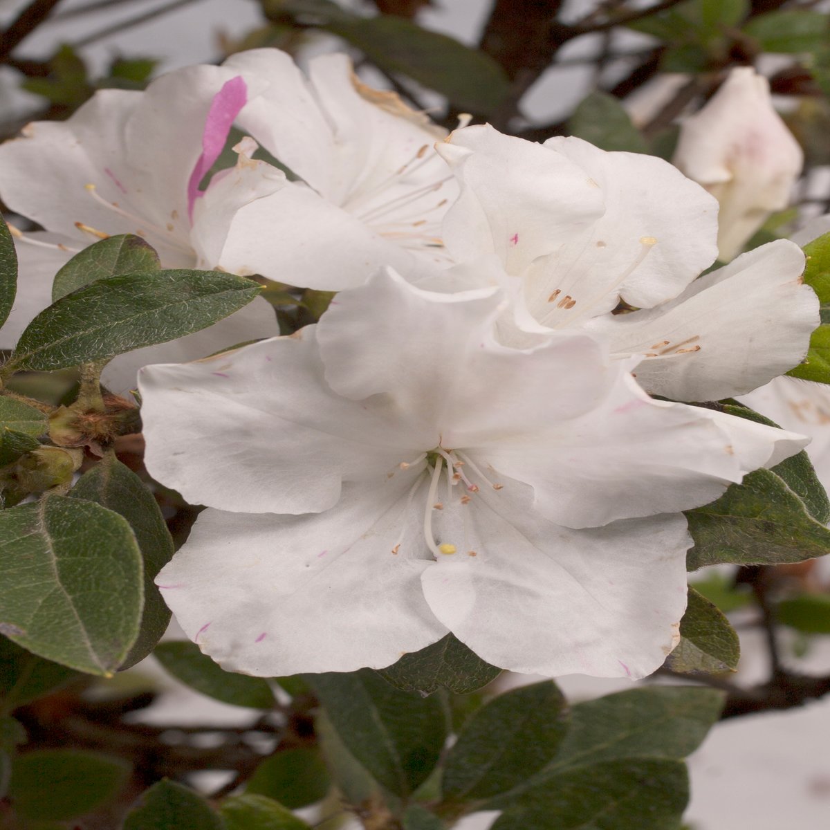 Rhododendron X Autumn Lily Encore Azalea | SiteOne