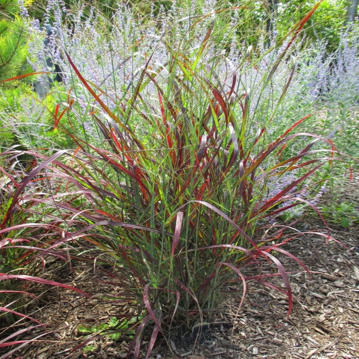Panicum Virgatum Ruby Ribbons Switch Grass | SiteOne