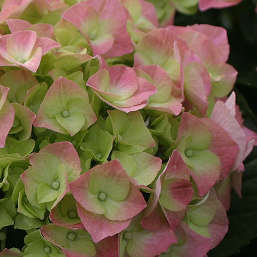 Hydrangea Macrophylla Cityline Berlin Rabe Berlin Prove | SiteOne
