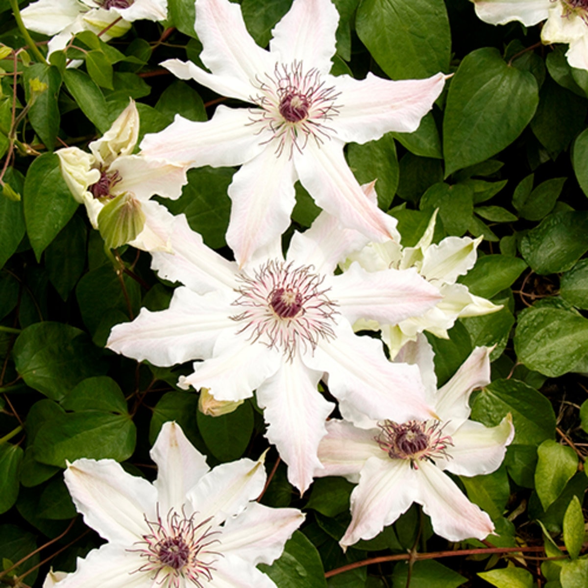 Clematis Vancouver Fragrant Star Clematis | SiteOne
