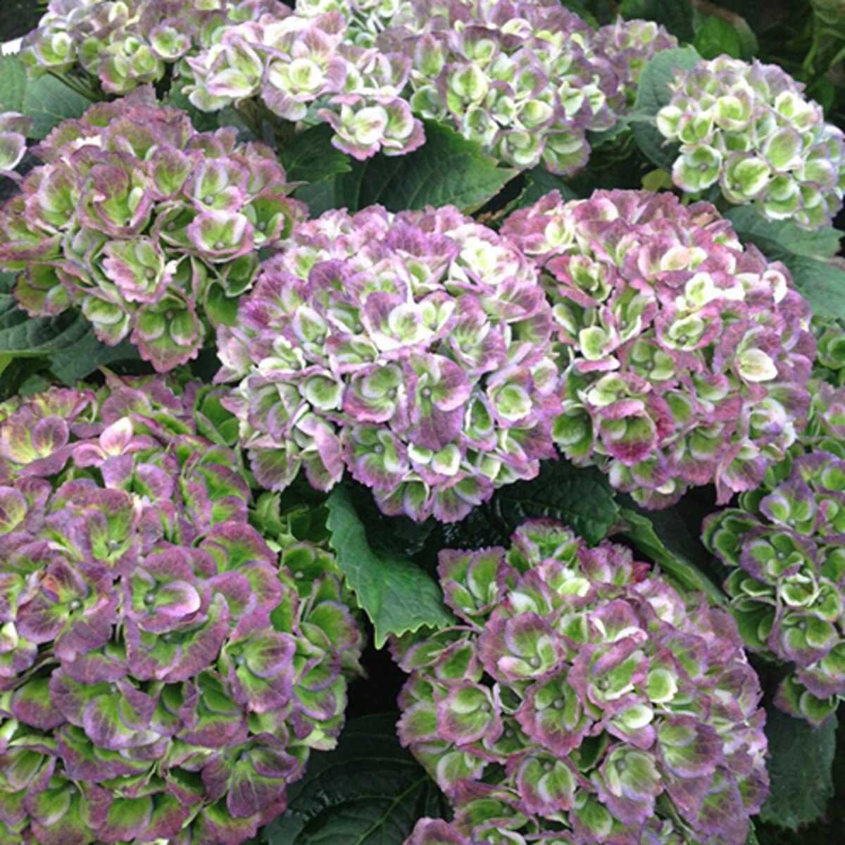 Hydrangea Macrophylla Everlasting Hokomarevo Revolution | SiteOne