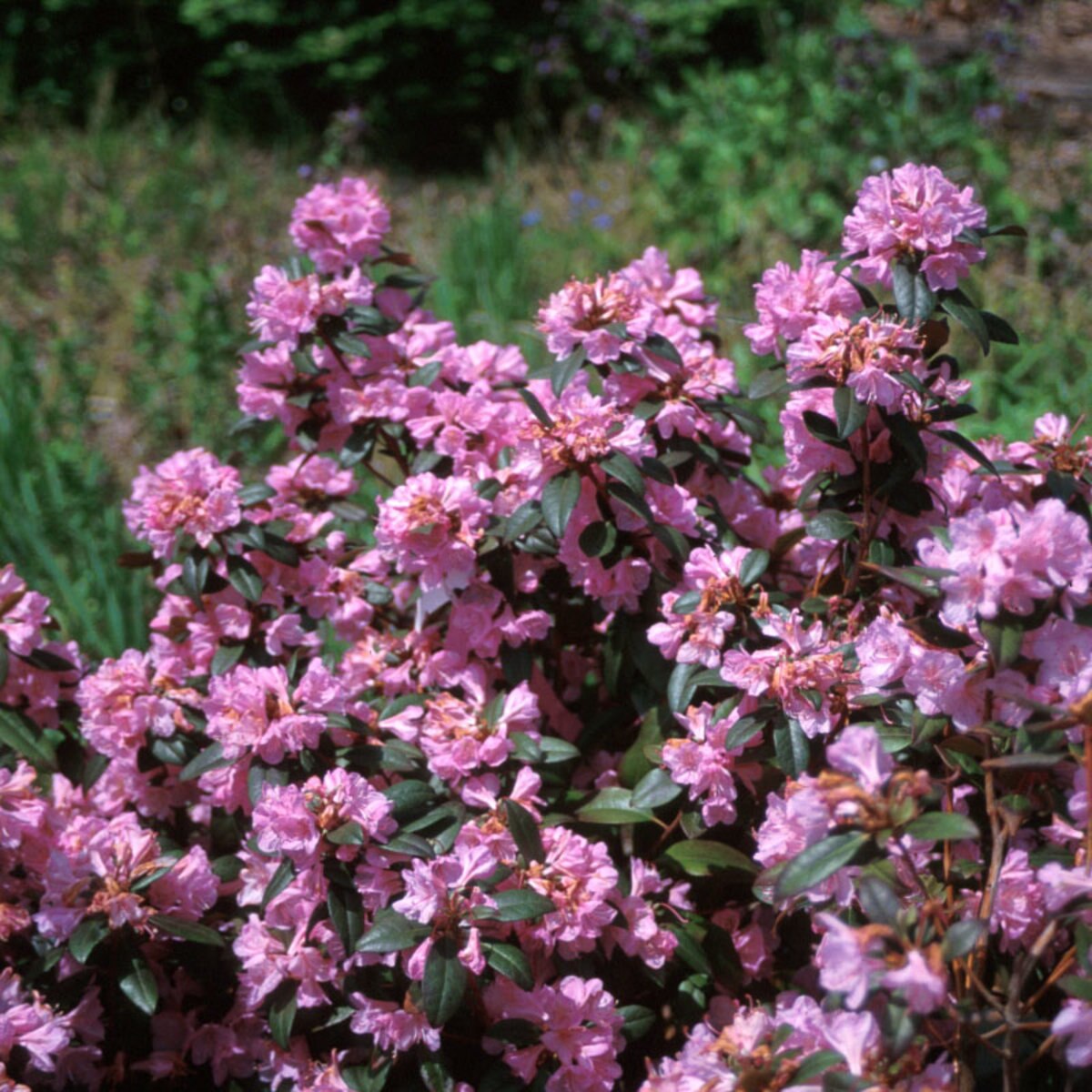 Rhododendron X Aglo Rhododendron | SiteOne