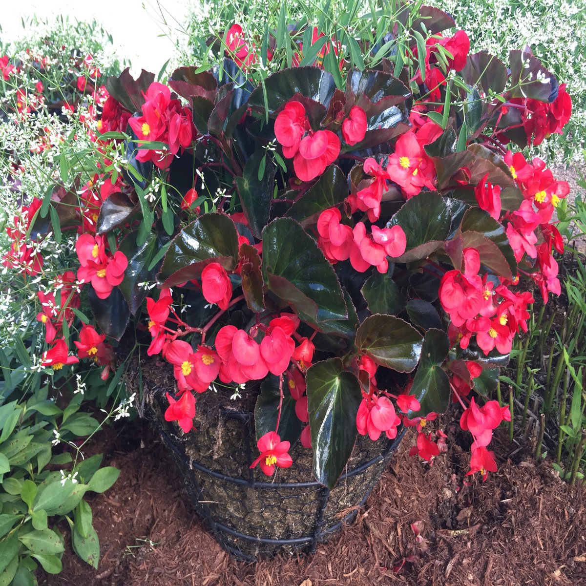 Begonia X Benaratensis Big Series Wax Begonia | SiteOne