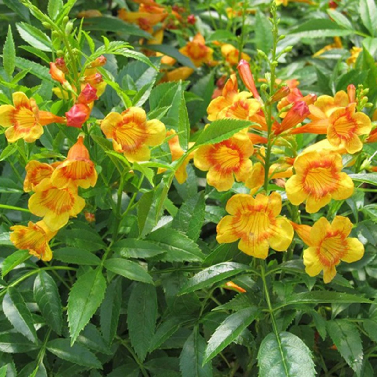 Tecoma Stans Sparklette Esperanza | SiteOne