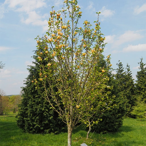 Magnolia X Brooklynensis Judy Zuk Magnolia | SiteOne