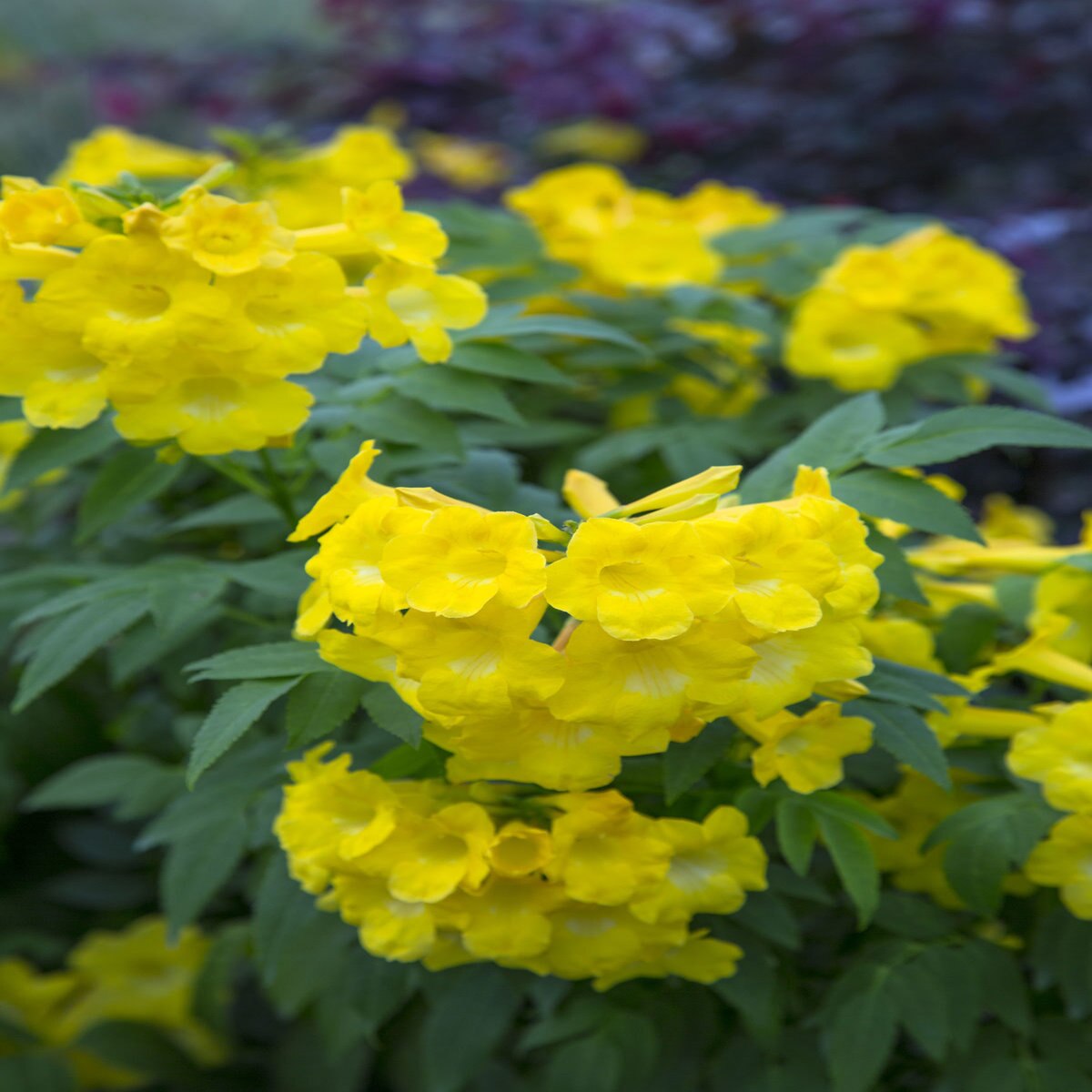 Tecoma X Lydia Esperanza | SiteOne