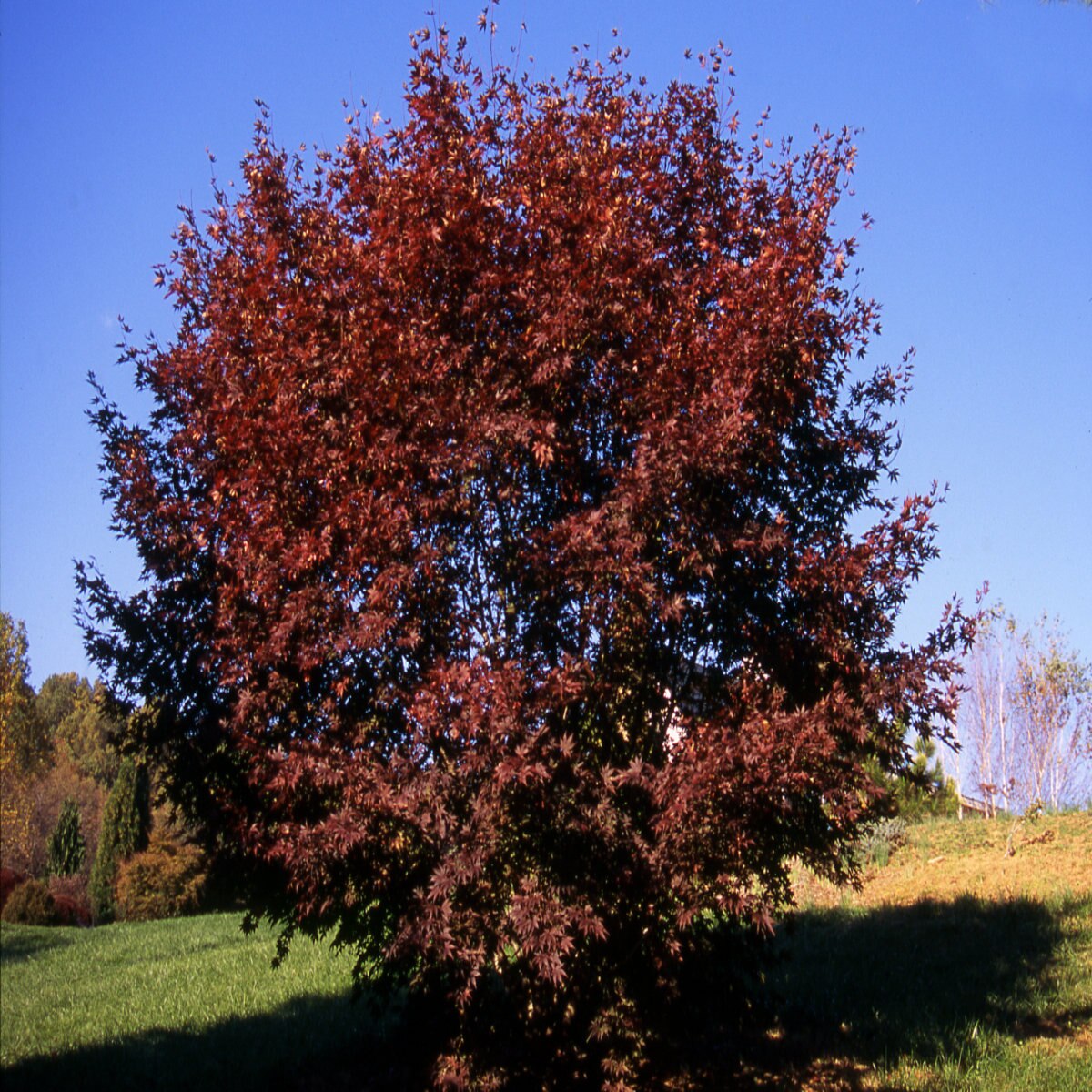 Acer Palmatum Moonfire Japanese Maple | SiteOne