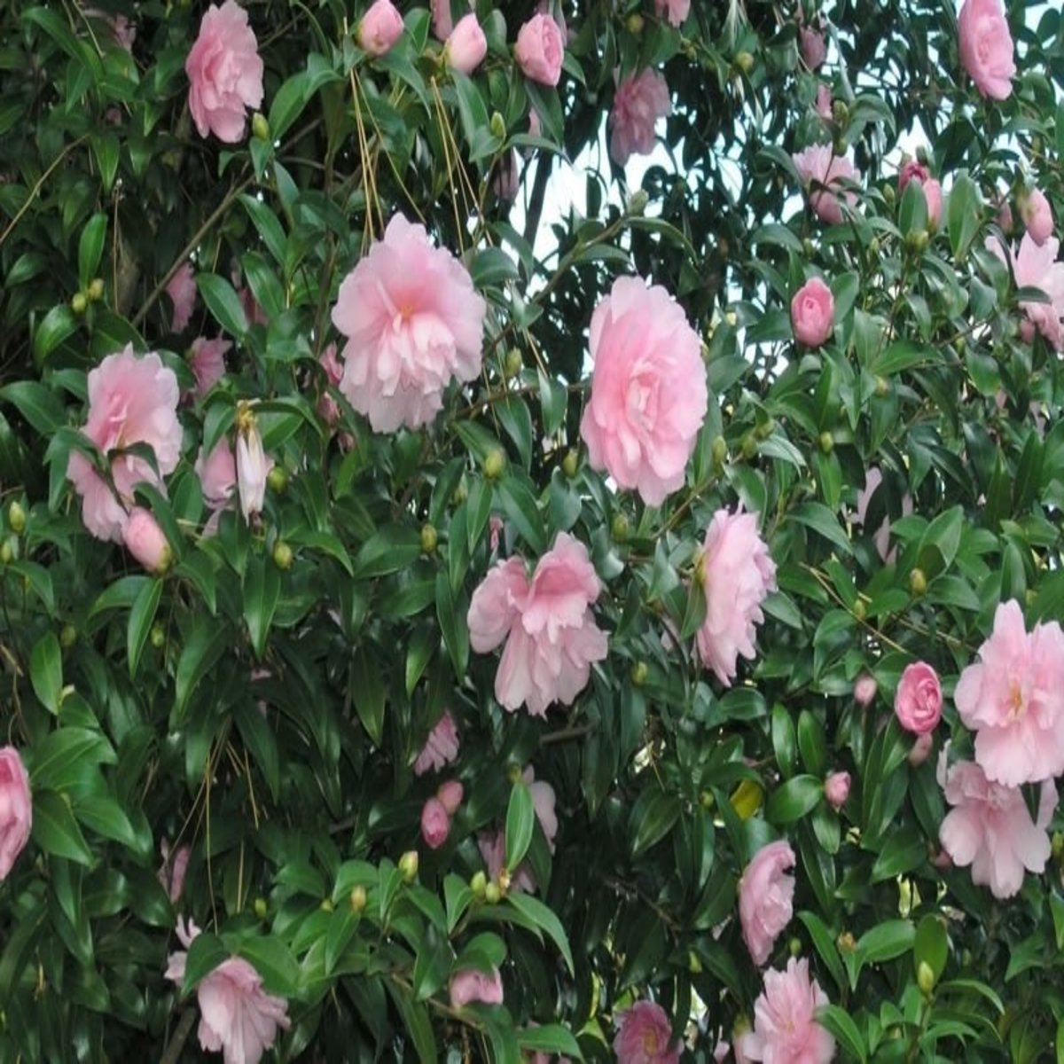 Camellia Sasanqua Cotton Candy Camellia | SiteOne