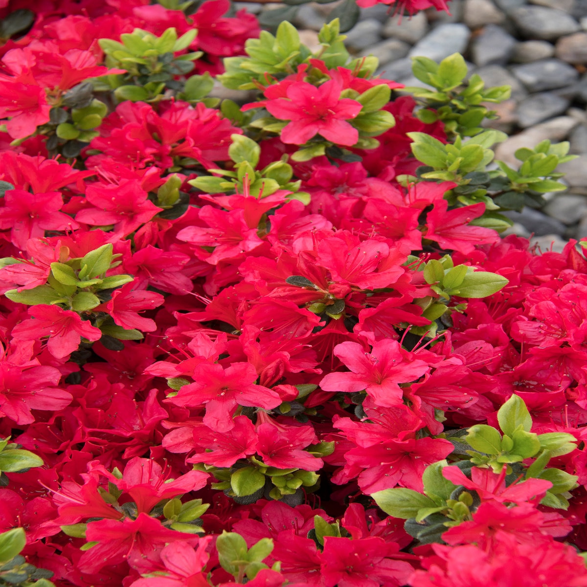 Rhododendron X Girards Crimson Azalea | SiteOne
