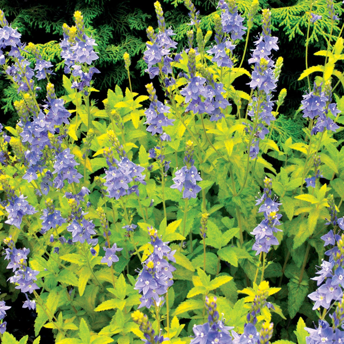 Veronica Prostrata Aztec Gold Speedwell | SiteOne