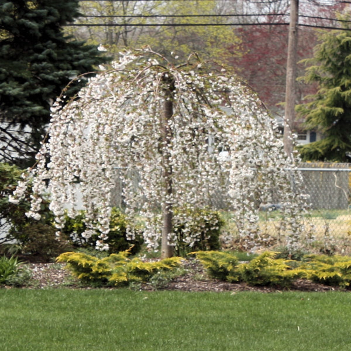 Prunus Subhirtella Snow Fountains Weeping Higan Cherry | SiteOne