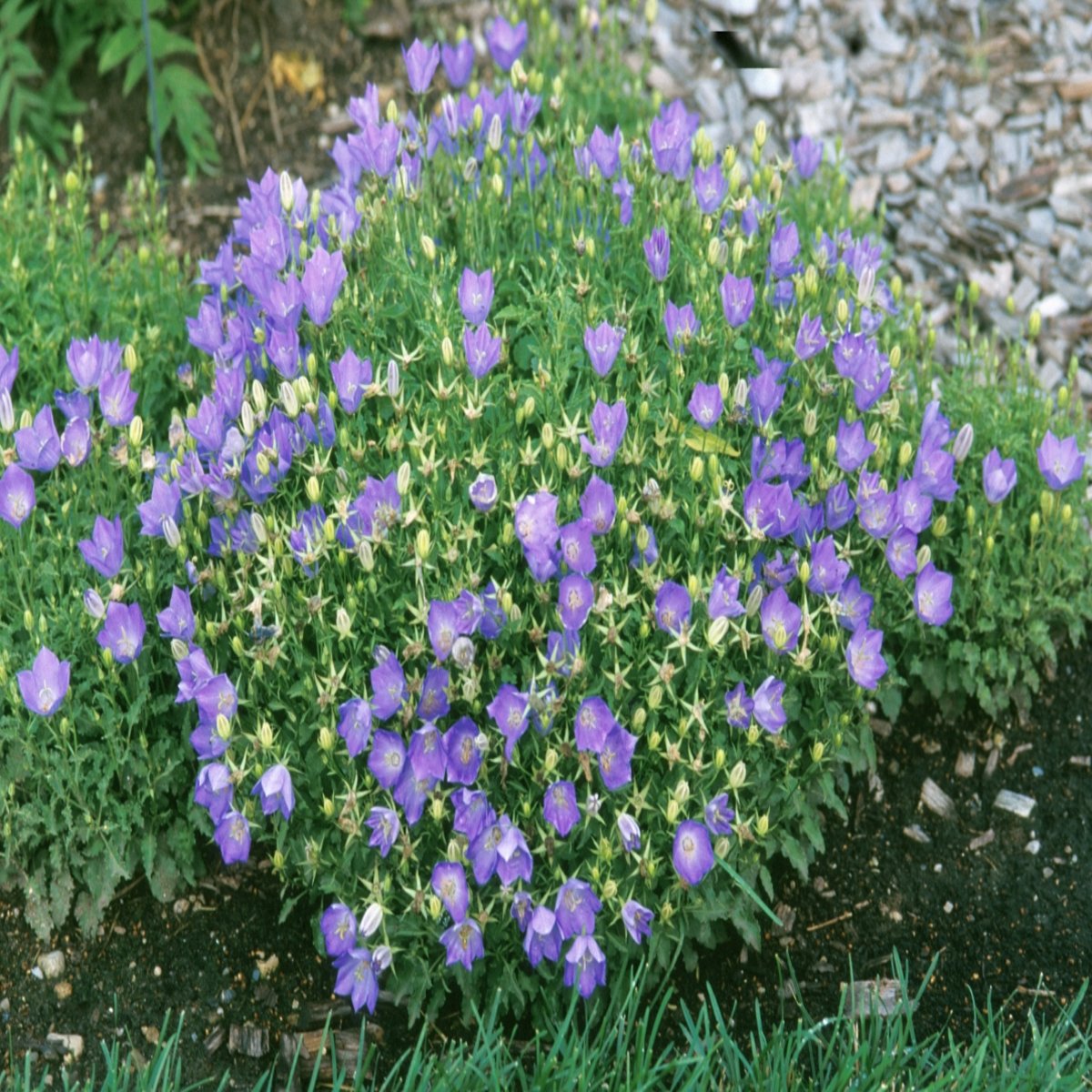 Campanula Carpatica Blue Clips Bellflower | SiteOne
