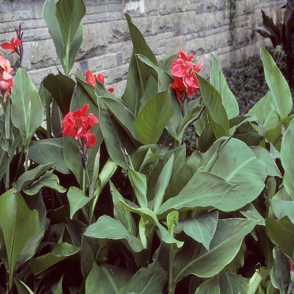 Canna X Generalis President Canna Lily | SiteOne