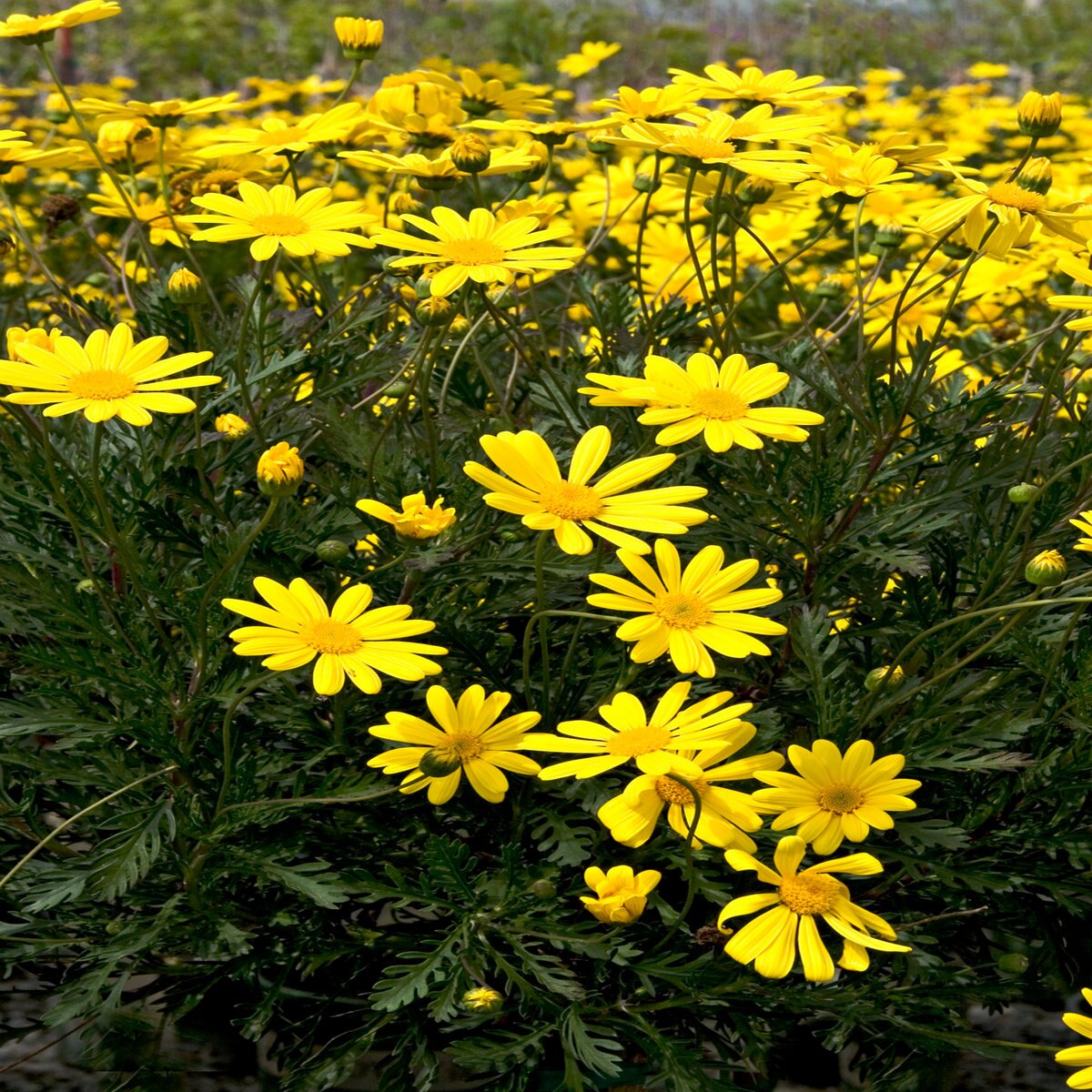 Euryops Pectinatus Viridis Golden Shrub Daisy | SiteOne