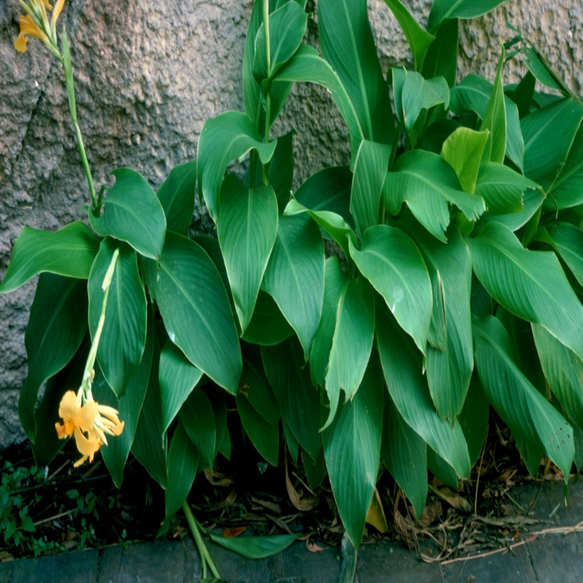 Canna Flaccida Golden Canna Lily | SiteOne
