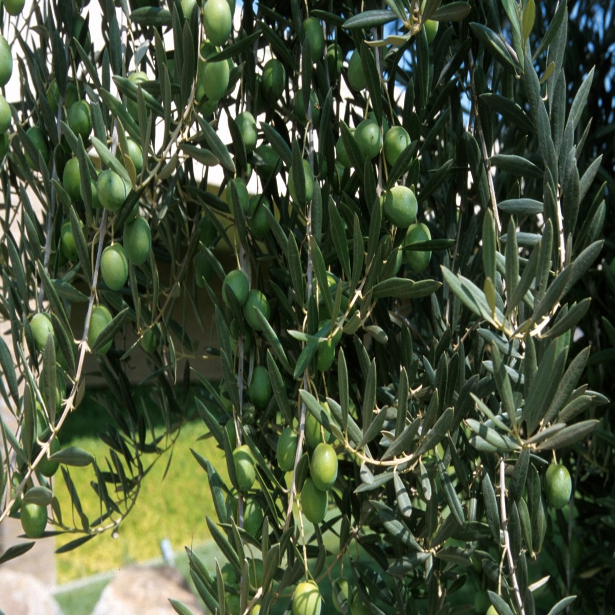Olea Europaea Olive | SiteOne