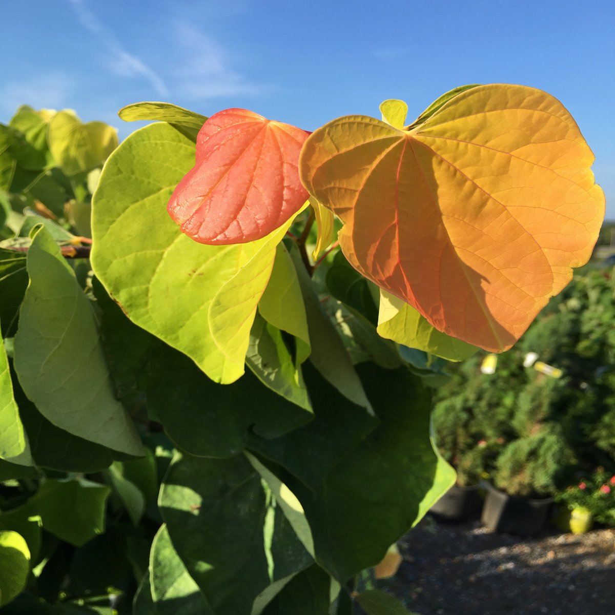 Cercis Canadensis The Rising Sun Eastern Redbud | SiteOne
