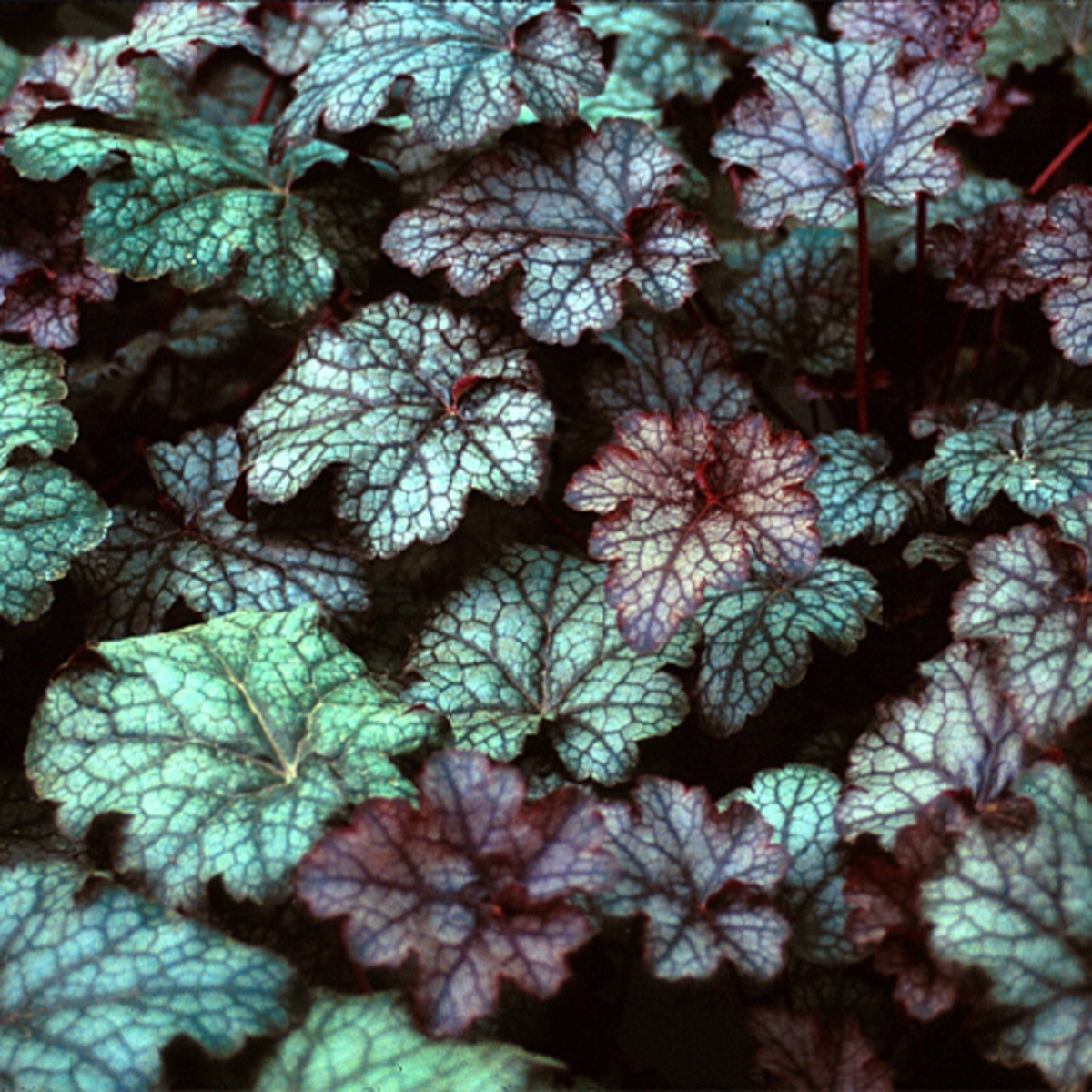 Heuchera X Amethyst Mist Coral Bells | SiteOne